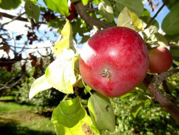 Get your local apples near Ottawa now—before it’s too late! - Ottawa ...